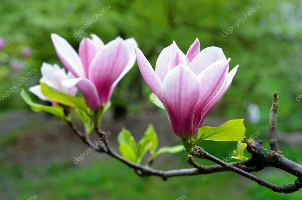Of Pink Magnolia Flowers Magnolia liliiflora | Landscape Plants ...
