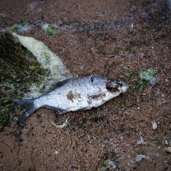 Polluted dead fish Stock Photos, Royalty Free Polluted dead fish Images ...