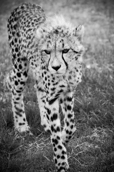 Cheetah spirit animal Stock Photos, Royalty Free Cheetah spirit animal ...