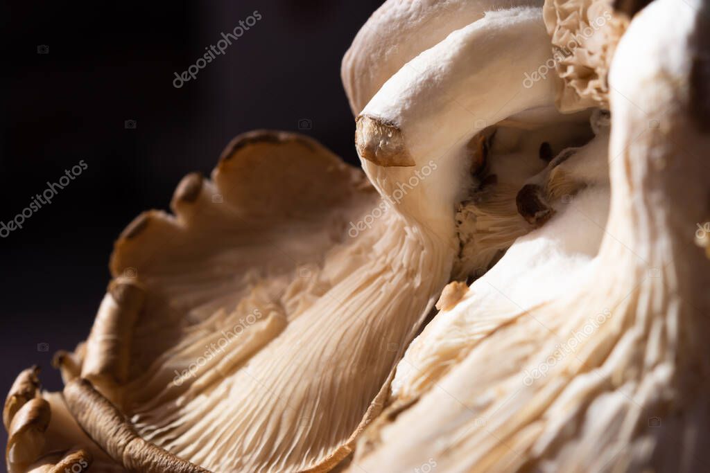 Las setas son un fondo alimentario macro abstracto. La textura gris de ...