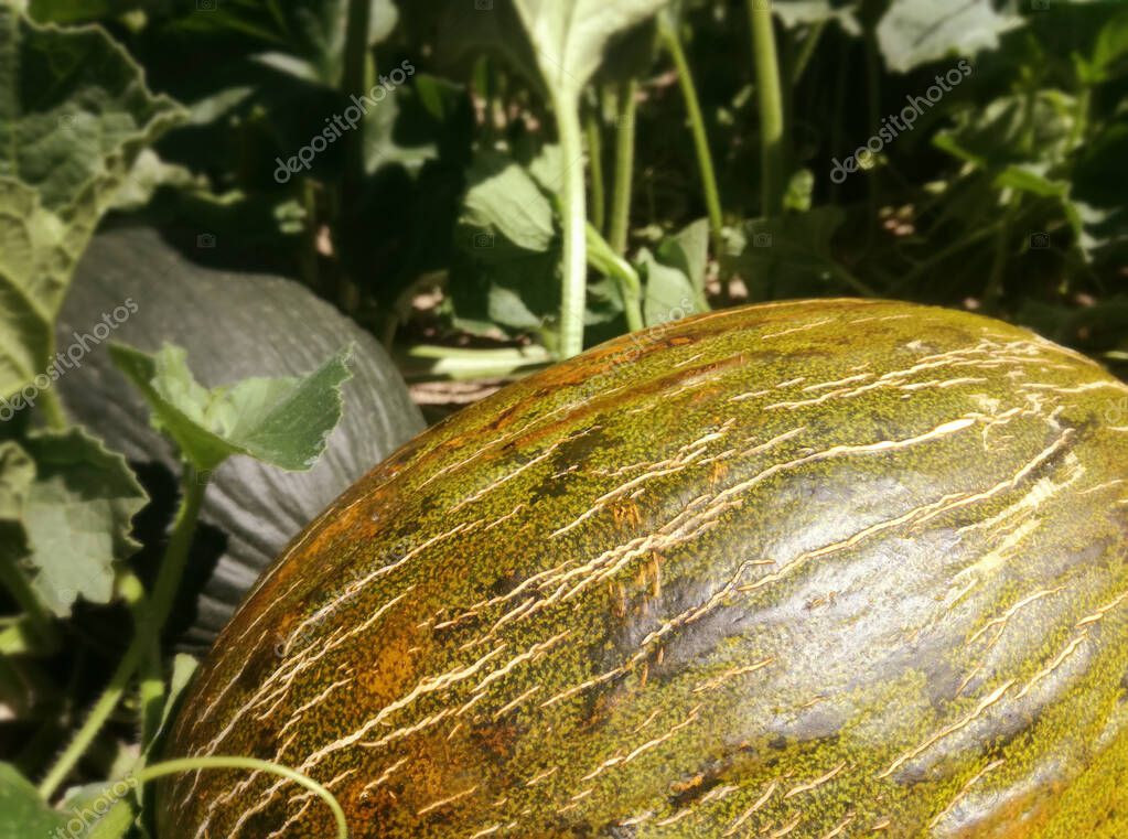 El alimento está creciendo en el huerto. Refrescante fruta comestible y ...