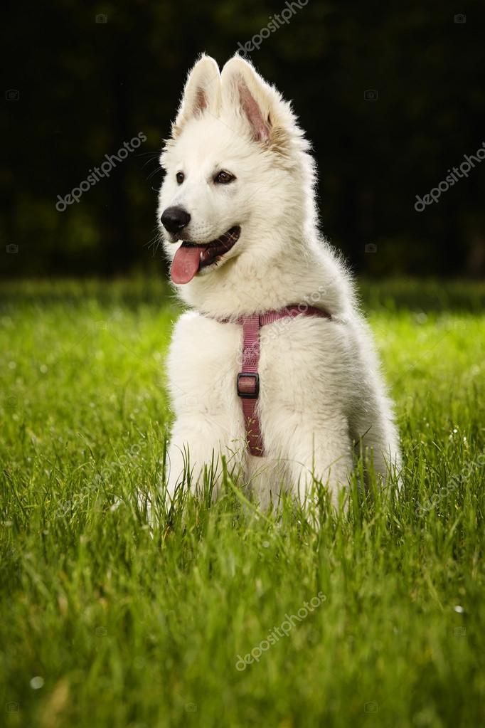 Posing Swiss white sheppard puppy Stock Photo by ©Couperfield 111513090