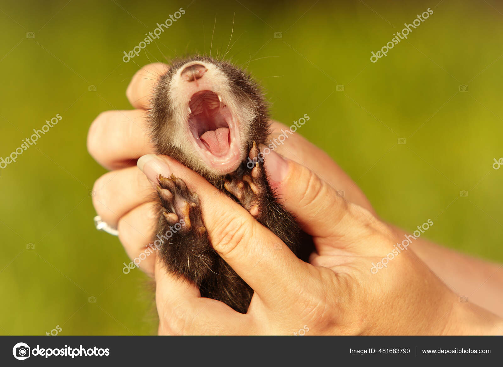 Ferret Animal Teeth