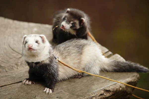 Two ferrets in studio Stock Photo by ©Couperfield 48563513