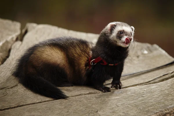 Ferret on beach Stock Photo by ©Couperfield 80139456