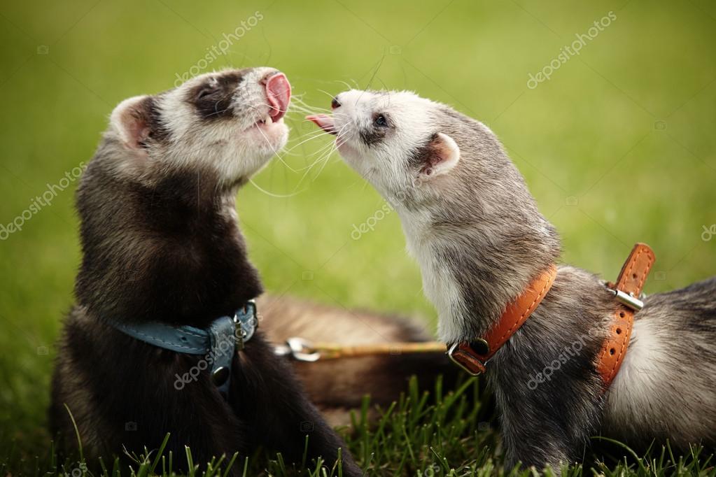 Ferrets Playing Together