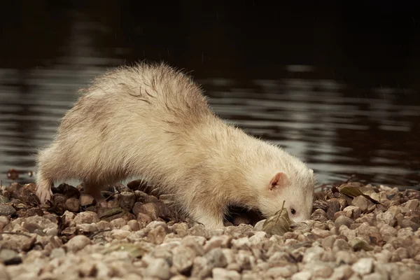 Champagne Baby Ferret Exploring Gravel Beach Lake — Stock Photo ...