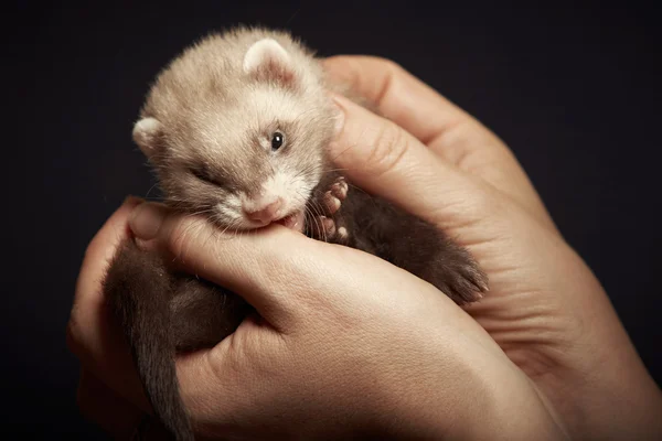 Little ferret baby fights with hand Stock Photo by ©Couperfield 86782592