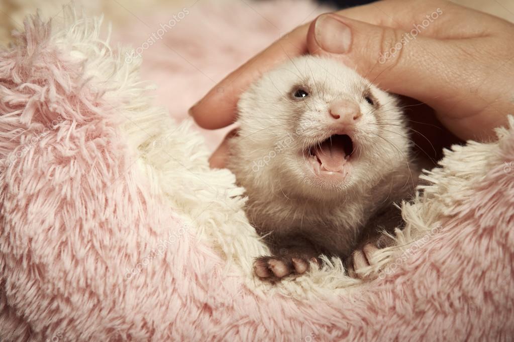 Ferrets Playing Together