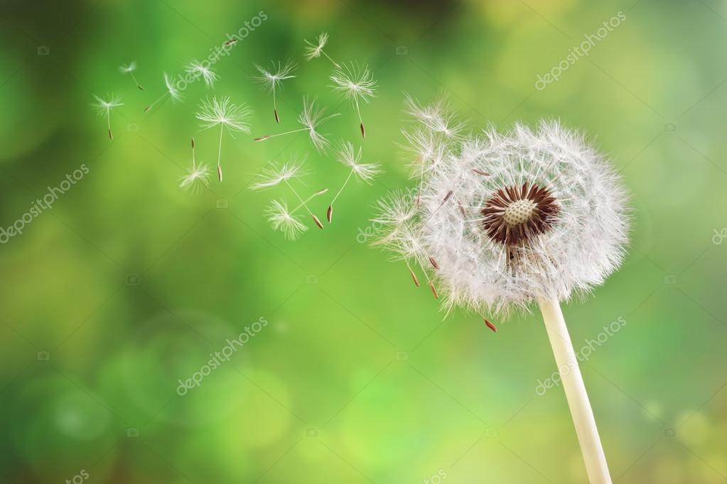 Dandelion seeds blowing away Stock Photo by ©BrianAJackson 115747288