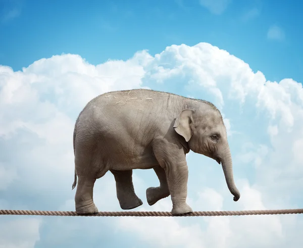 Elephant walking on rope — Stock Photo © SergeyNivens #29311419