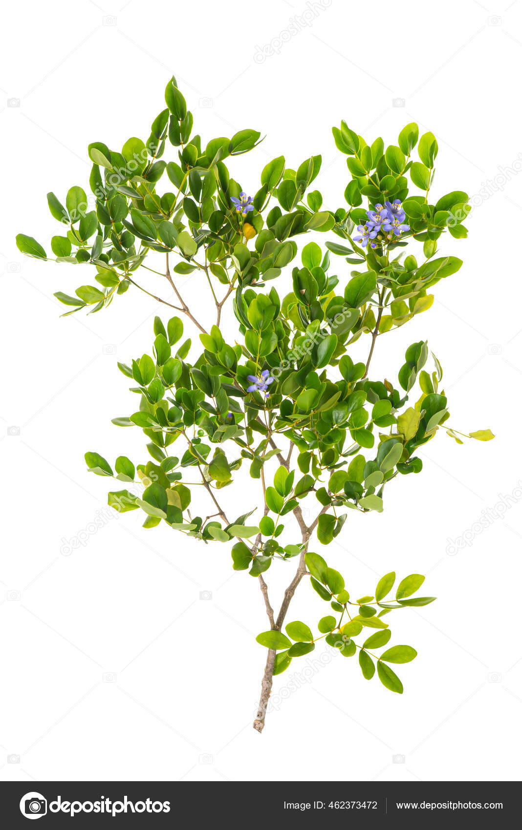 Fechar Lignum Vitae Guaiacum Officinale Linn Folhas Verdes Sobre Fundo ...
