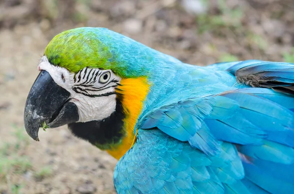 Parot Stock Photos, Royalty Free Parot Images | Depositphotos