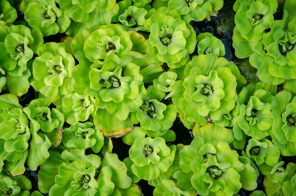 Floating water cabbage Stock Photos, Royalty Free Floating water ...