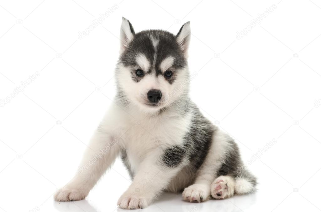White Siberian Husky Puppy Wallpaper