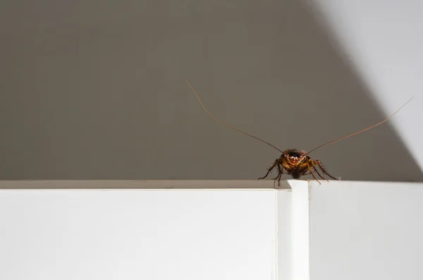 Cockroach in kitchen Stock Photos, Royalty Free Cockroach in kitchen ...
