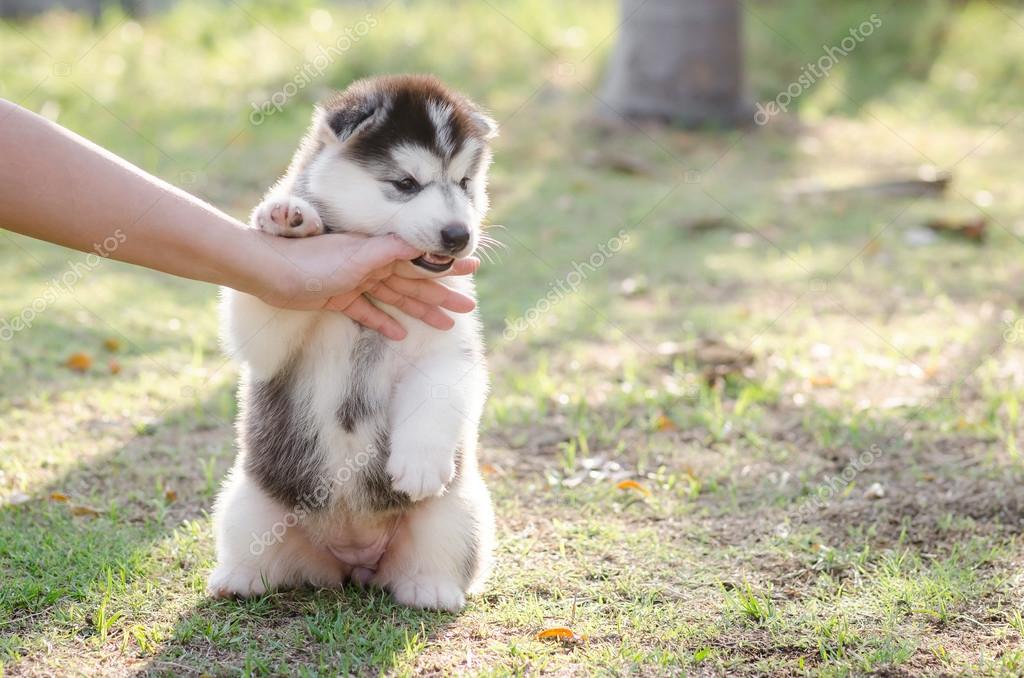 Little Siberian husky puppy biting the hand — Stock Photo © lufimorgan ...