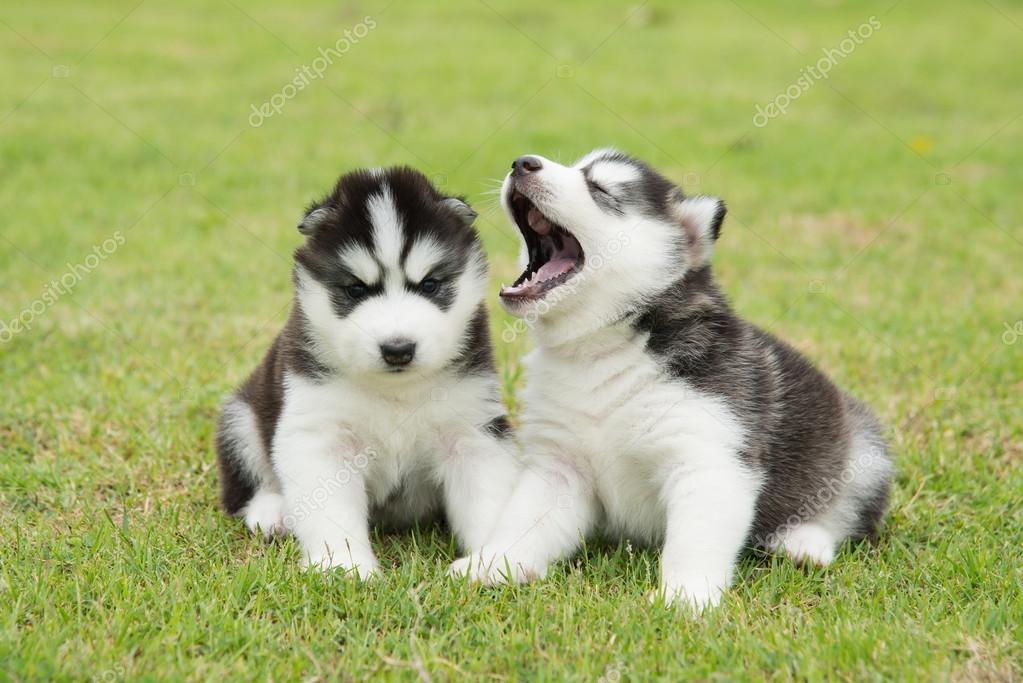 Cute Siberian Huskies Puppies