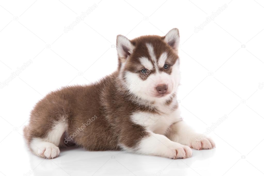 Cutest Brown Husky Puppy