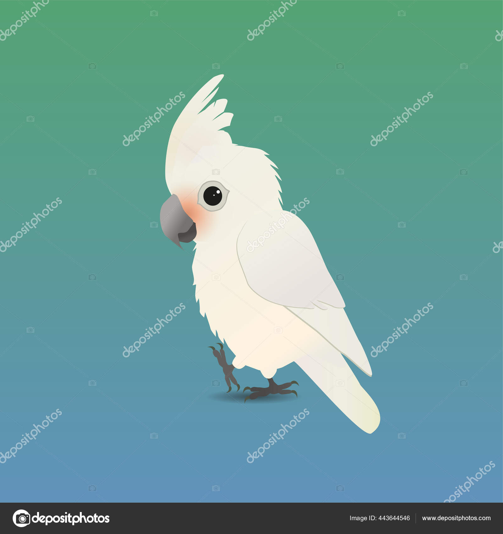 Goffins Cockatoo