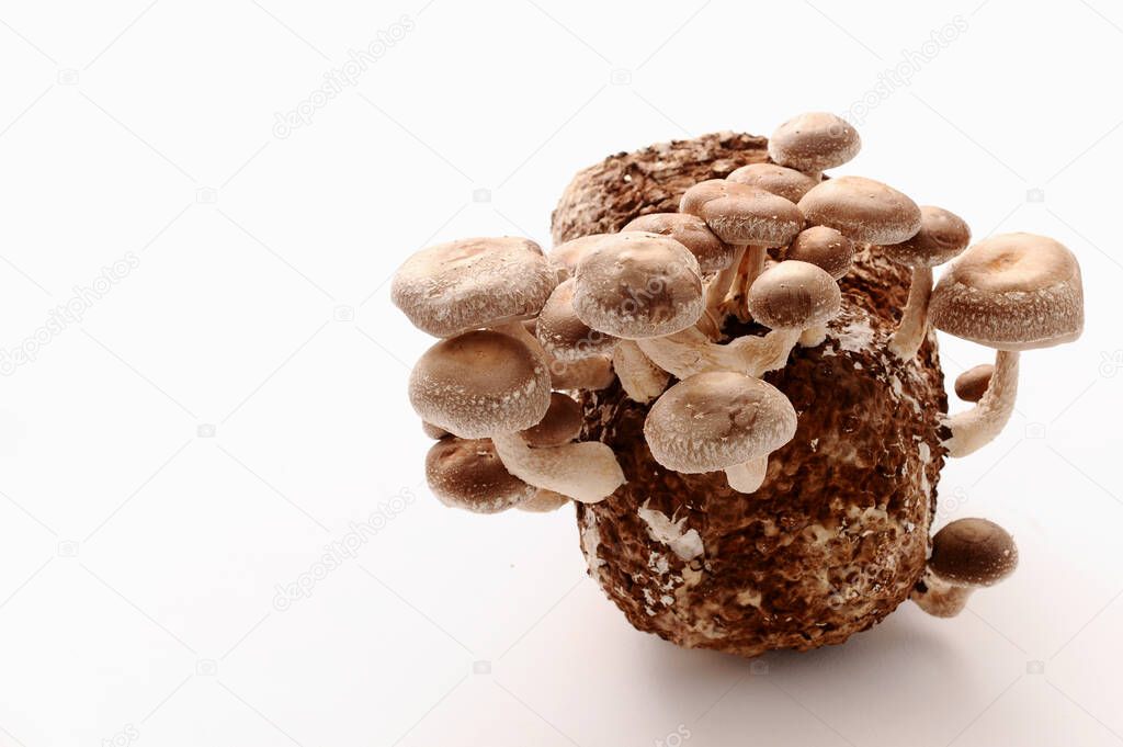 Setas Shiitake en bloque de micelio. Seta asiática tradicional ...