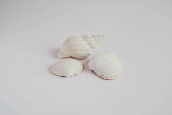 Conchas blancas Stock Photos, Royalty Free Conchas blancas Images ...