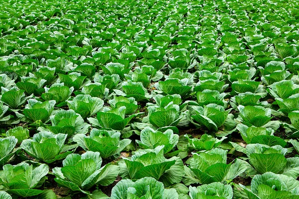 ᐈ Of cabbage stock photos, Royalty Free cabbage field images | download ...