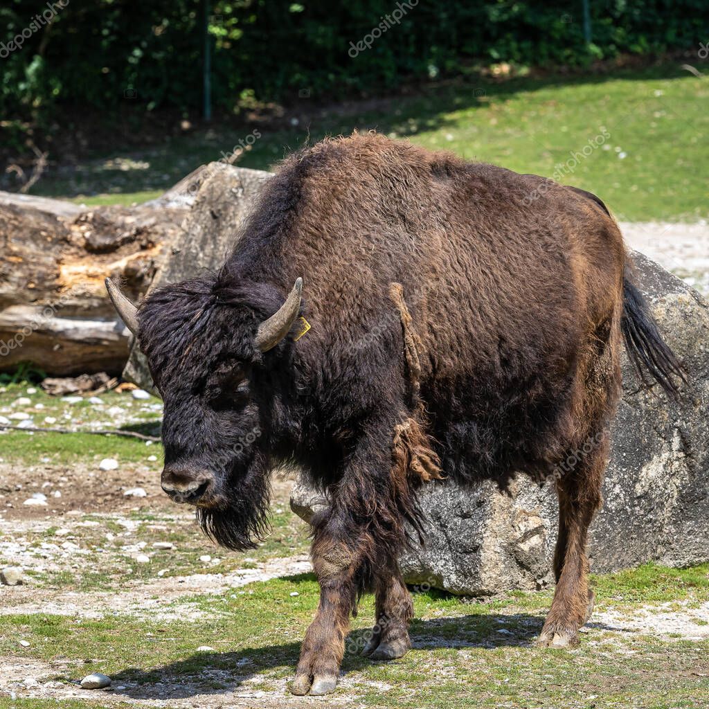 El bisonte americano o simplemente bisonte, también conocido comúnmente ...