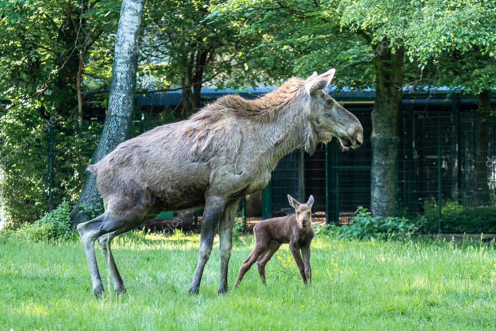 Alces alces, tambi n conocido como el alce. Vida silvestre animal. 2024