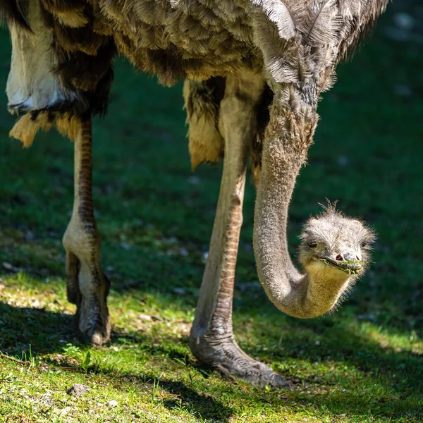 Ostrich buries head Stock Photos, Royalty Free Ostrich buries head ...