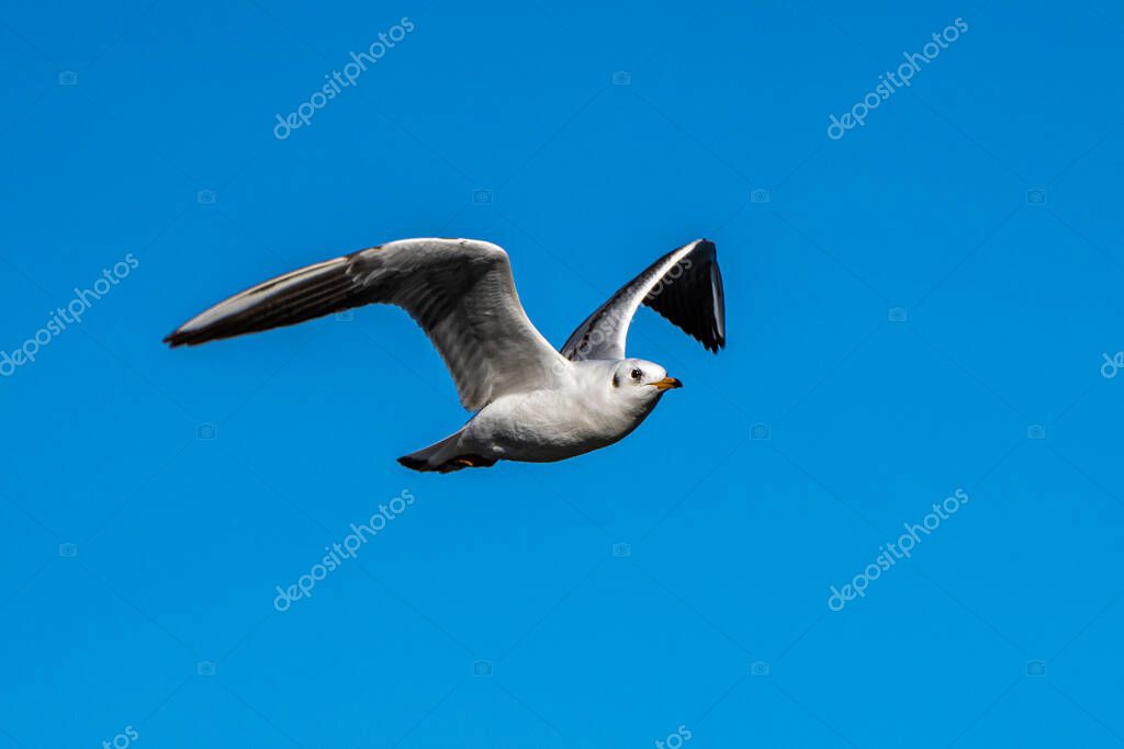 La Gaviota Arenque Europea, Larus argentatus es una gran gaviota, una ...