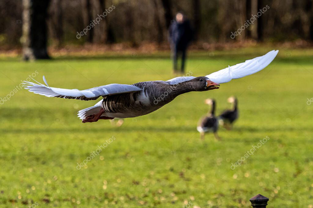 Anser anser es una especie de ganso de la familia Anatidae y la especie ...
