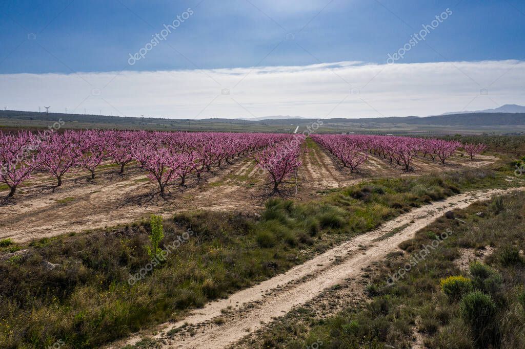 Flor de melocot n en Jumilla. Fotograf a de un florecimiento de melocotoneros en Jumilla en la ...