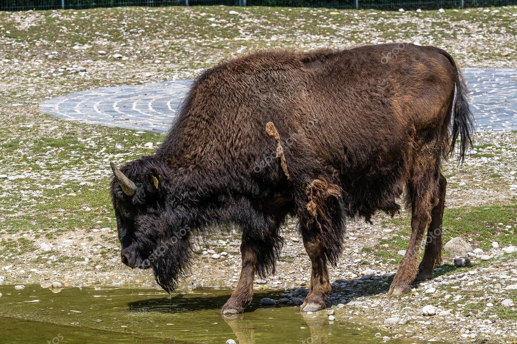 El bisonte americano o simplemente bisonte, también conocido comúnmente como el búfalo americano ...