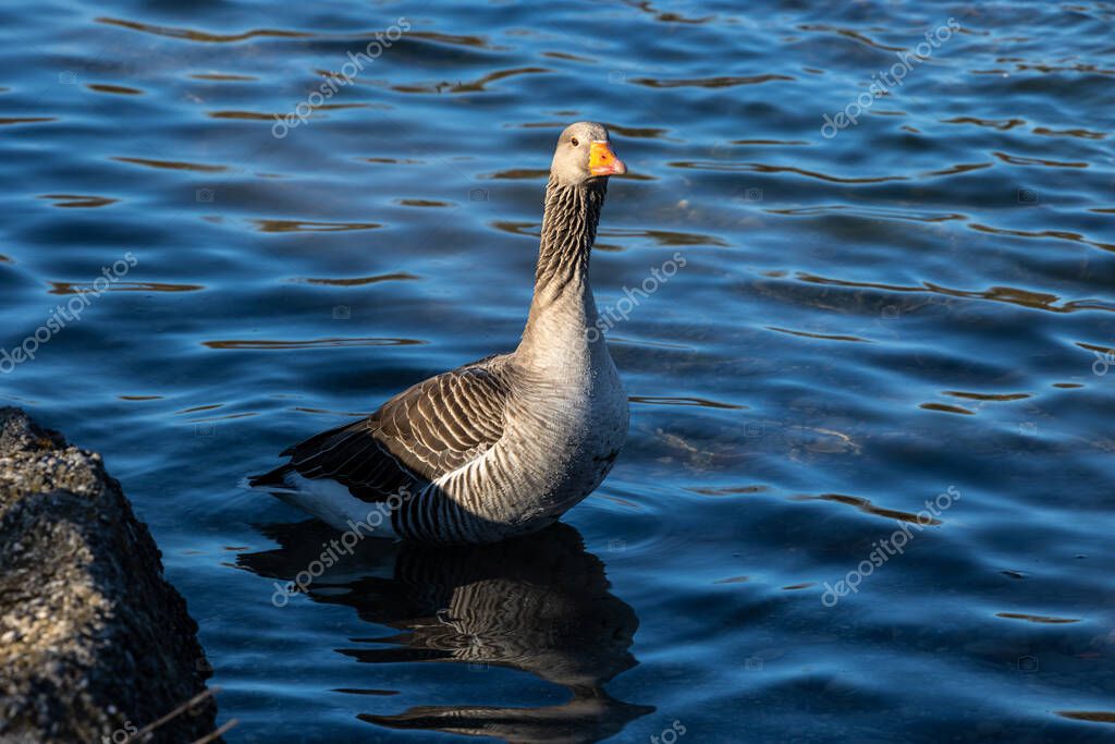 Anser anser es una especie de ganso de la familia Anatidae y la especie ...