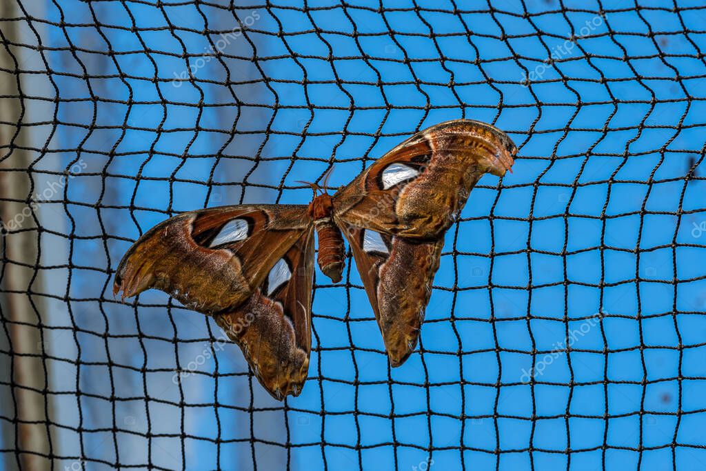 Polilla del Atlas, Attacus atlas, estas son las polillas más grandes ...