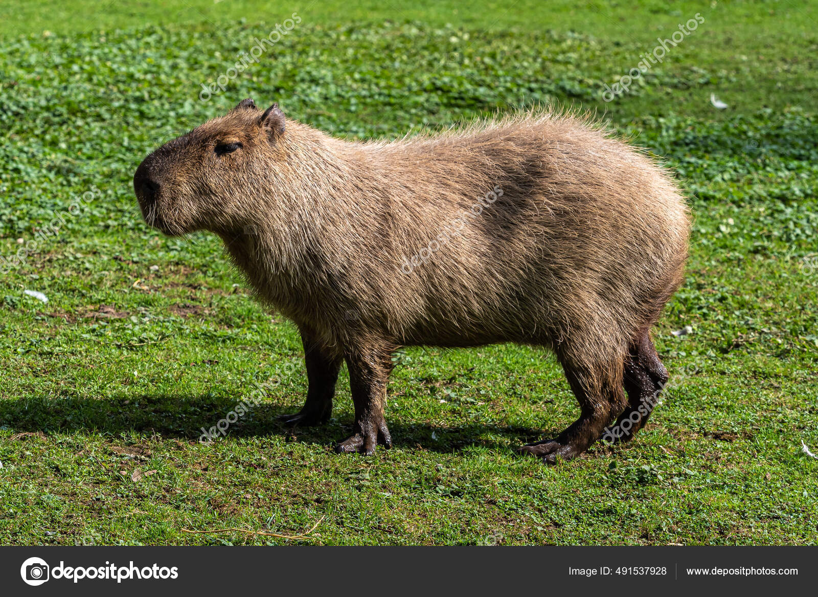 Capybara Hydrochoerus Hydrochaeris Mammal Native South America Largest ...