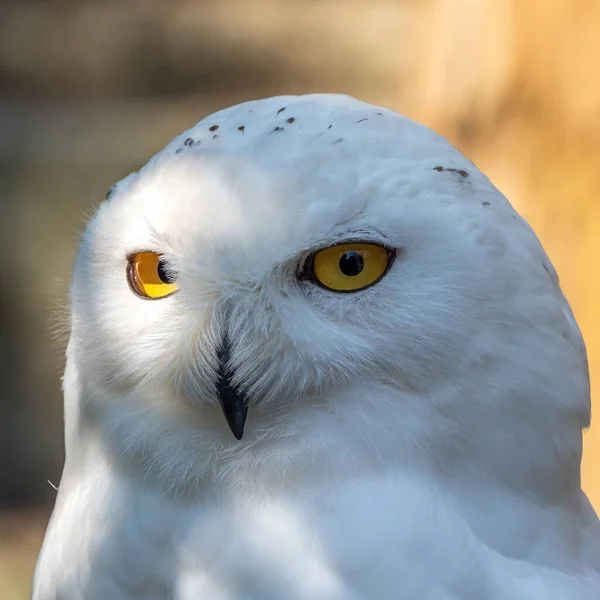 Bubo scandiacus es un búho blanco de la familia de los búhos típicos ...