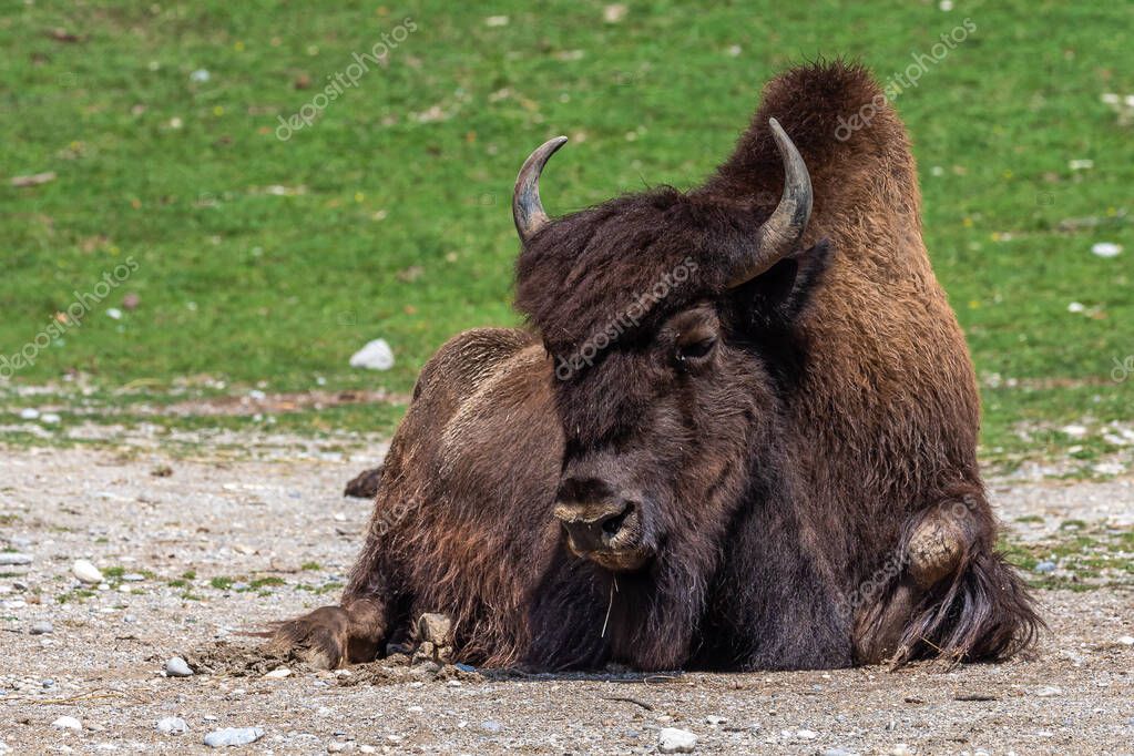 El bisonte americano o simplemente bisonte, también conocido comúnmente como el búfalo americano ...