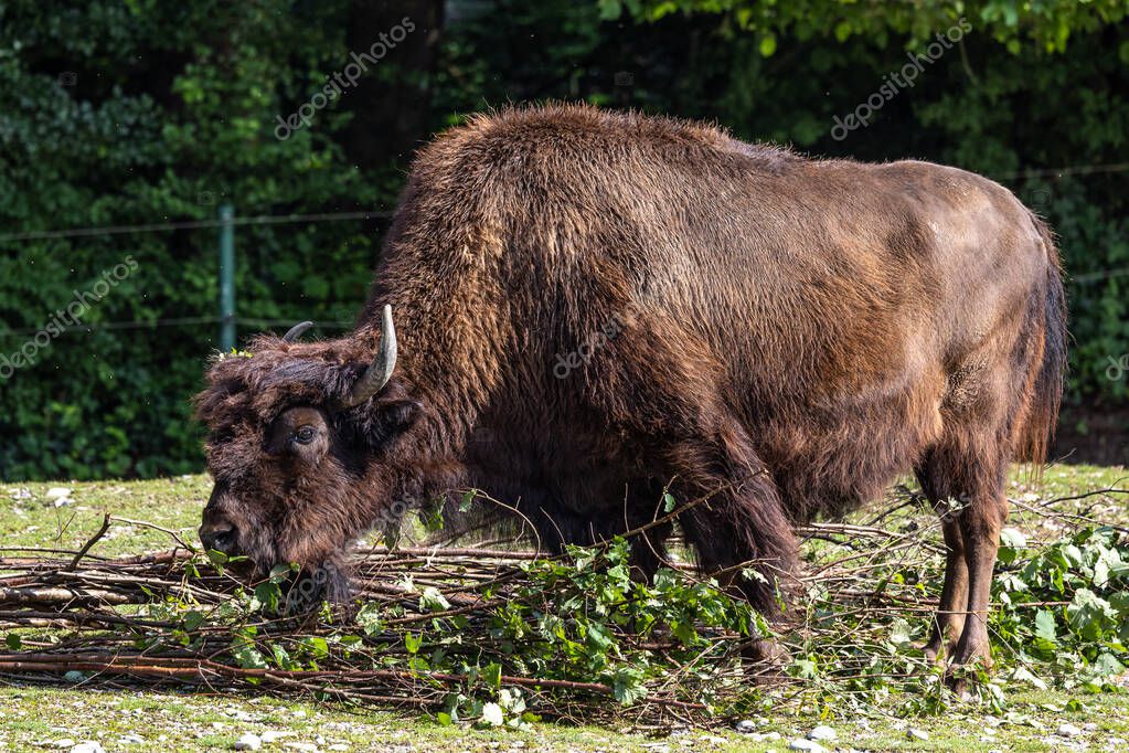 El bisonte americano o simplemente bisonte, también conocido comúnmente como el búfalo americano ...