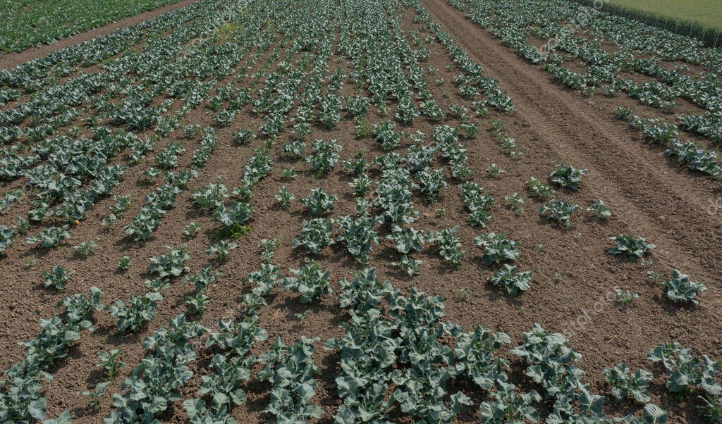 Campos de col con col roja, col blanca y plantas de coliflor 2022