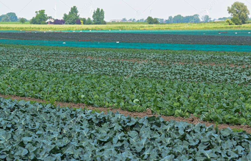 Campos de col con col roja, col blanca y plantas de coliflor 2022