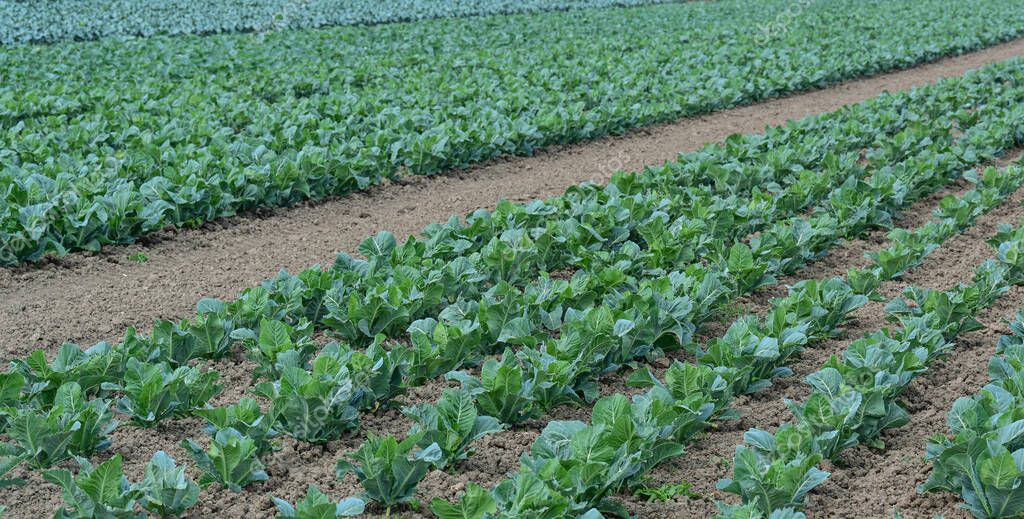 Campos de col con col roja, col blanca y plantas de coliflor 2022