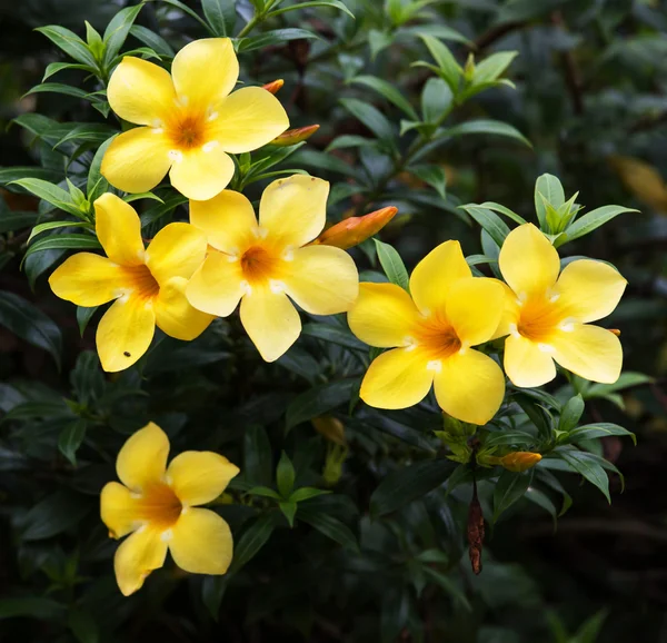 Allamanda or golden trumpet , beautiful yellow flower. Golden Trumpet ...