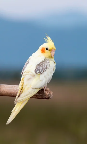 Blue Cockatiel Bird