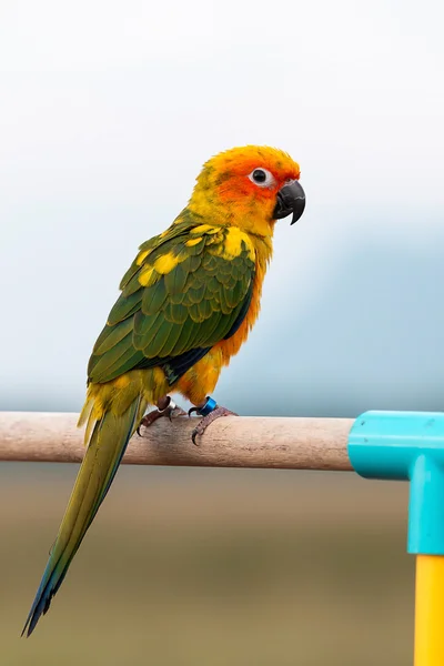 Sun Conure parrot bird — Stock Photo © thawats #52152031
