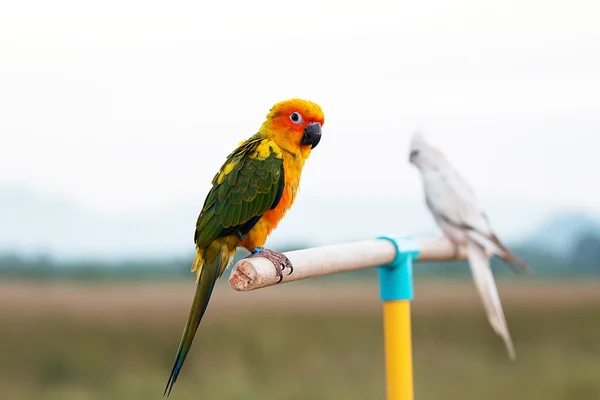 Sun Conure parrot bird — Stock Photo © thawats #52152031