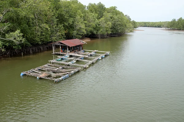 Floating mangrove forest Stock Photos, Royalty Free Floating mangrove ...