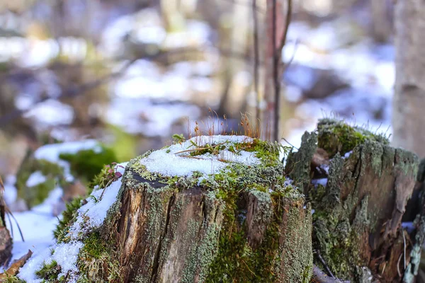Tree stump in the snow Stock Photos, Royalty Free Tree stump in the ...