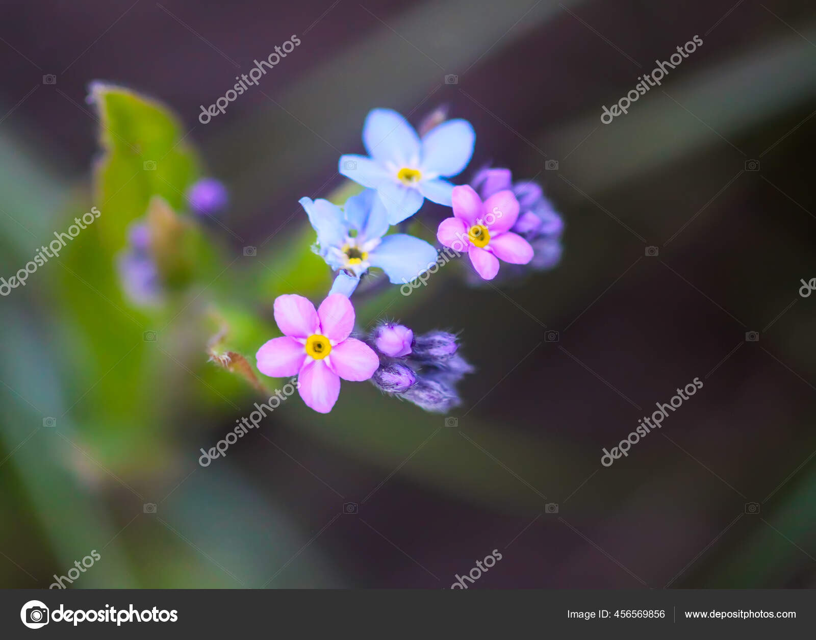 Purple Forget Me Not Flower